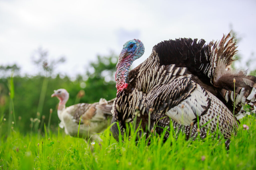 Ohio Wild Turkey Season: Tips and What to Know Before the Hunt – AimHi